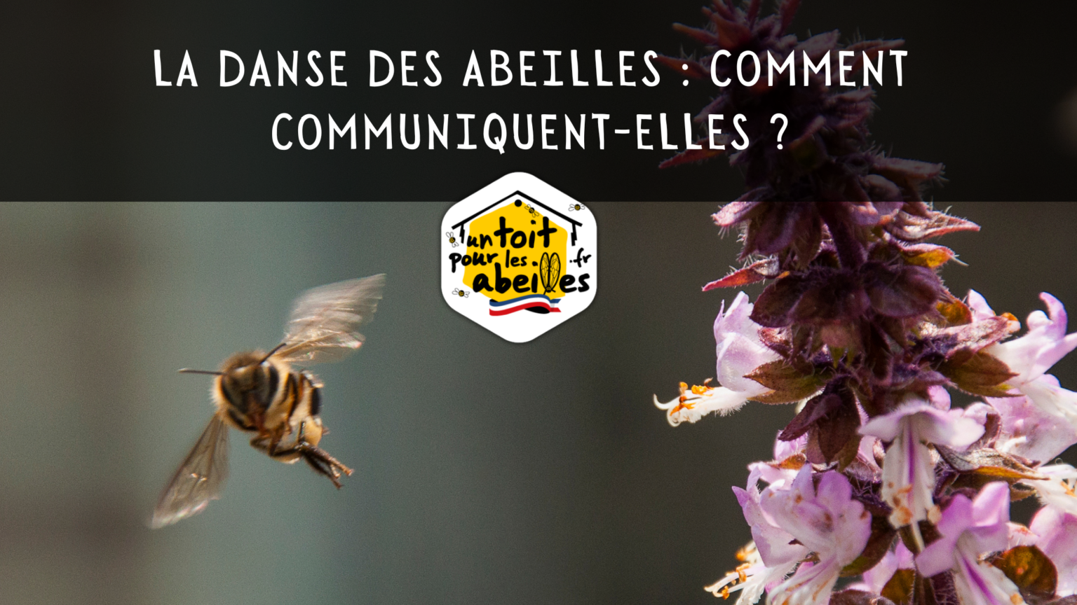 Un blog pour les abeillesLa danse des abeilles : comment communiquent-elles