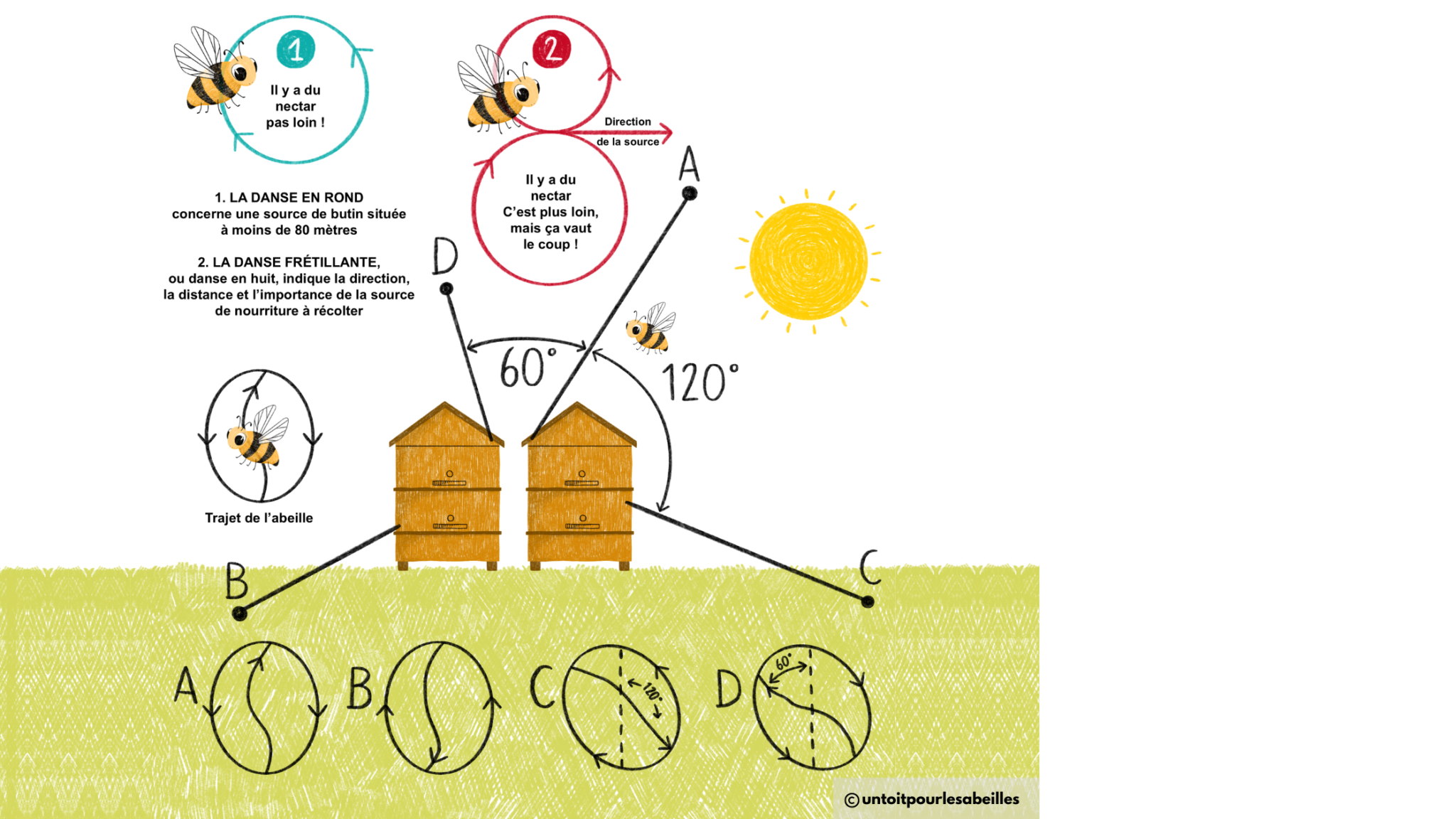 Un blog pour les abeillesLa danse des abeilles : comment communiquent-elles